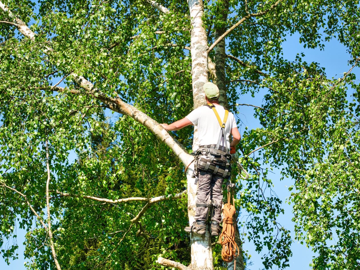 Maximize Your Tree Trimming Profit Margin: Proven Strategies for ...